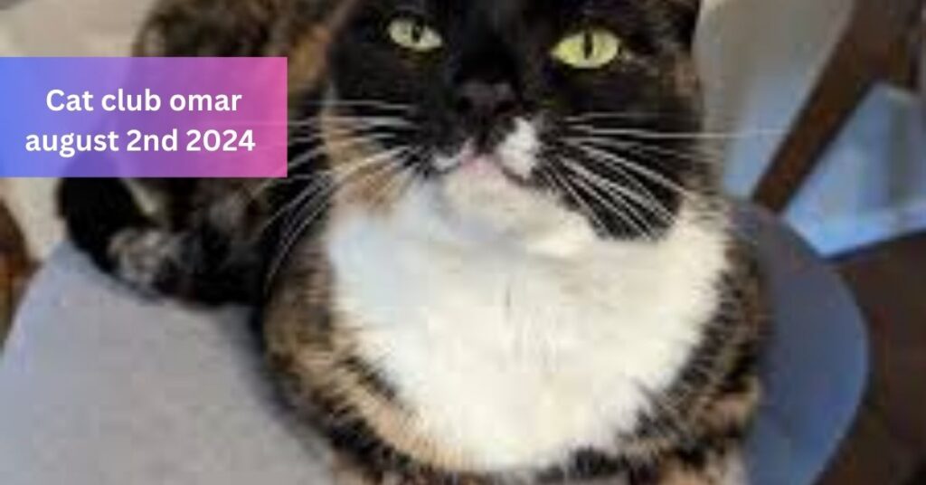 Cat club omar august 2nd 2024 - Join Us for a Day of Feline Fun!